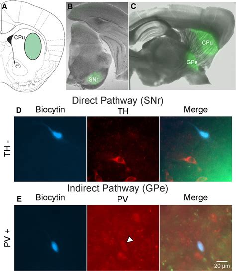 Striatal Viral Injection Expression And Recorded Cell Types In Snr And Download Scientific