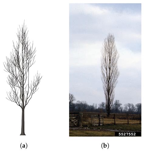 Integration Of A System Dynamics Model And 3d Tree Rendering—vismaf Part Ii Model Development
