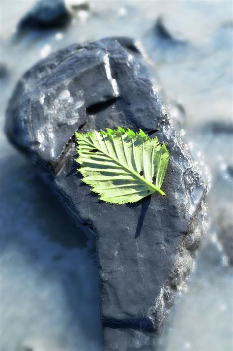 Turning Over A New Leaf Photograph By Dendra Chavez