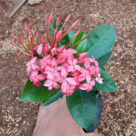 Jual Tanaman Hias Asoka Mini Asoka Holand Pink Asoka Jambon Soka Jepang Tanaman Hidup