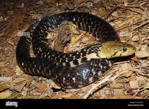 Checkered Keelback Snake Free For Commercial Use High Quality Images