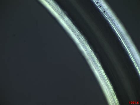 Plm100 Polarizing Microscope System Touptek