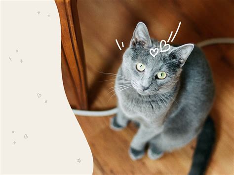 100 Russian Blue Cat Pictures