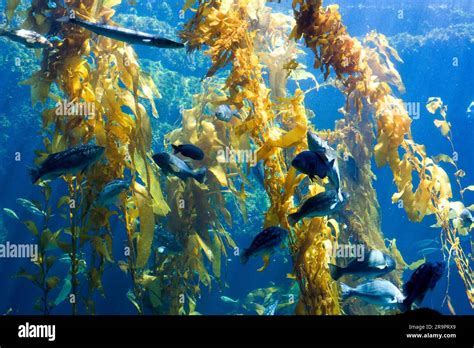 Giant Kelp Or Giant Bladder Kelp Macrocystis Pyrifera Is The Largest Of All Algae More Than