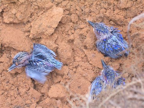 Memoire Online The Provision Of Nest Of The Malachite Kingfisher