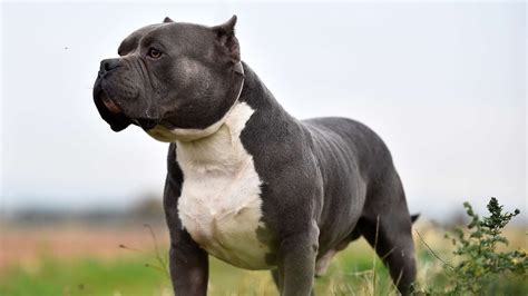 American Xl Bully Dogs To Be Banned In The Uk Following String Of