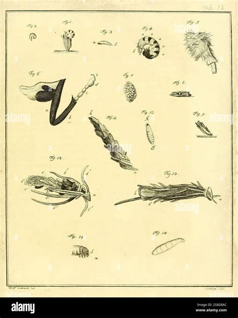 Archiv Der Insectengeschichte Winterthur Bey Dem Herausgeber Und Bey