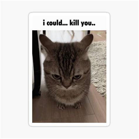Angry Cat I Could Kill You Sticker For Sale By Papa Zoinks