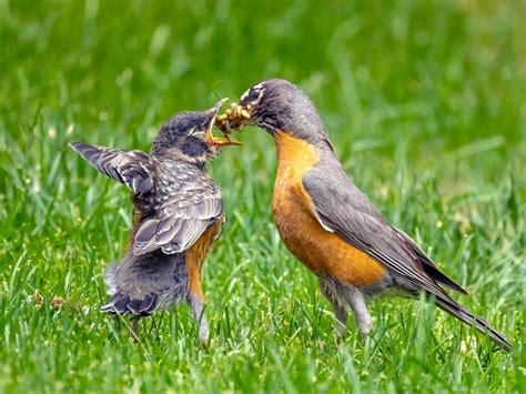 The Role Of Hormones In Bird Behavior And Physiology Birdfact