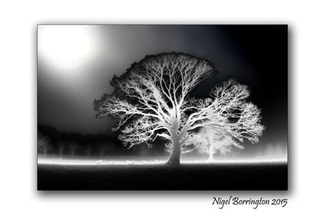 Monday Poetry Advice From A Tree By Ilan Shamir Nigel Borrington