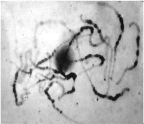 Gurdev Khush Honored For Rice Breeding Tgrc