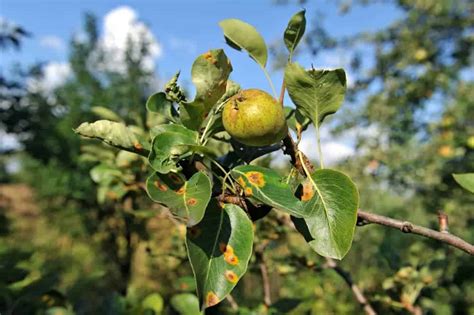 Ornamental Pear Tree Problems In Australia