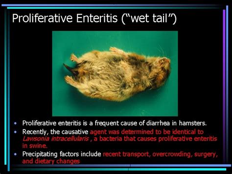Syrian Hamsters Viral Parasitic Bacterial And Noninfectious Diseases