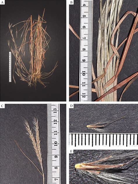 Andropogon Arctatus From Orzell And Bridges 21003 A Whole Plant