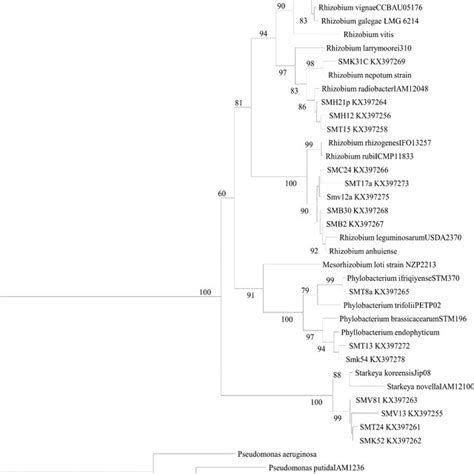 Phylogenetic Tree Based On 16s Rrna Gene Sequence 900 Nt Analysis Of