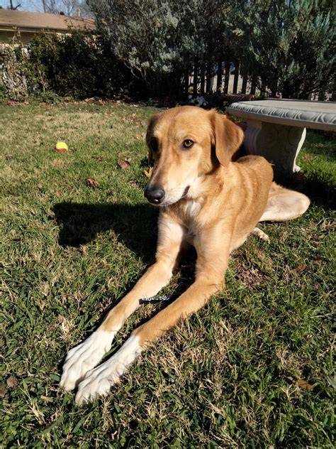 Italian Greyhound Golden Retriever Mix Gizmo And Sprocket Memorial