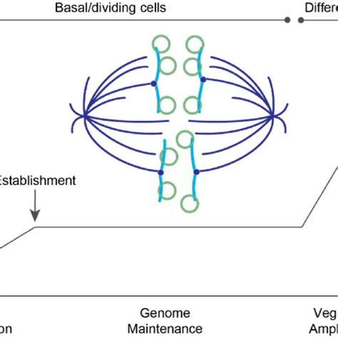 Phases Of Hpv Replication A Plot Showing The Different Phases Of Hpv