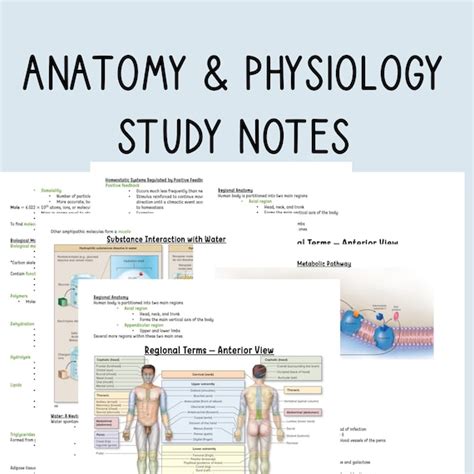 Printable Anatomy And Physiology Notes Human Anatomy And Physiology