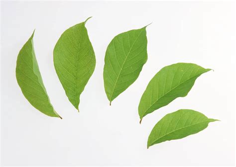 تنوع و اقسام برگ