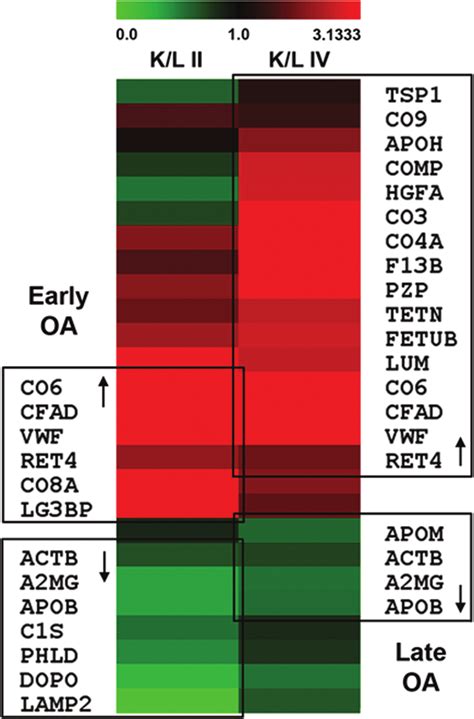 hierarchical clustering representation of the altered serum protein