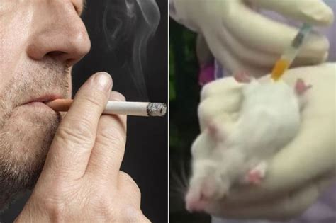 Scientists Film Mouse Being Poisoned By Cigarette As China Resorts To