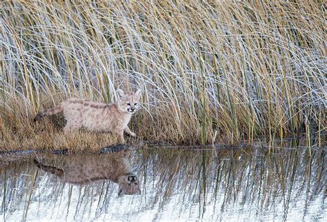 Puma Cub Reflection Photograph By Max Waugh Fine Art America