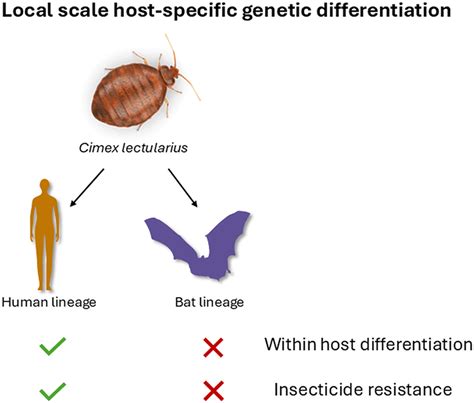 Genetic Characterization Of The Bat And Human Lineages Of The Common
