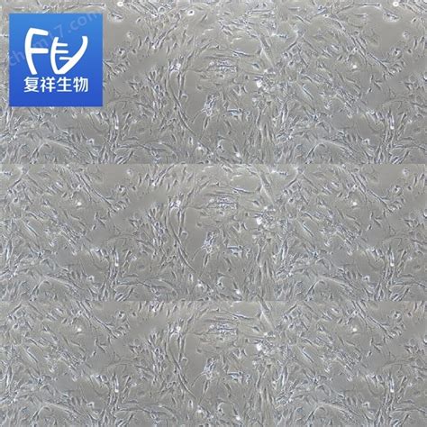 人原代肺动脉平滑肌细胞 化工仪器网