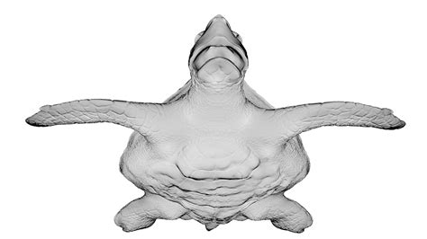 Sea Turtle Pink L265 3d Model 170 C4d Obj Fbx Free3d