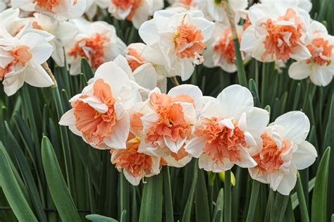 Daffodil Colors More Than Just Yellow