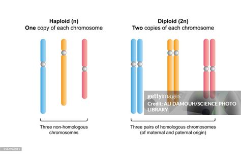 Haploid And Diploid Chromosomes Illustration High Res Vector Graphic Getty Images
