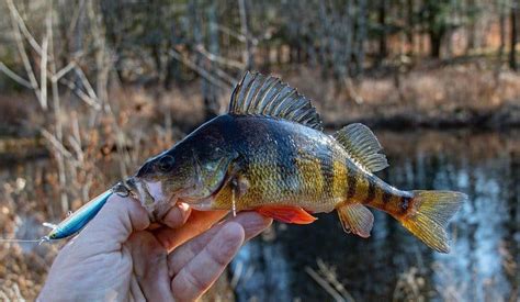 How To Catch Perch Best Tips And Techniques • 2026