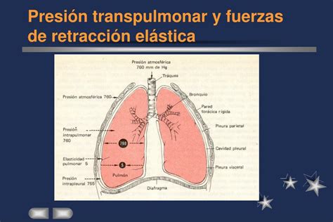 Ppt Mecánica De Fluidos Respiración Externa Y Circulación Sanguínea