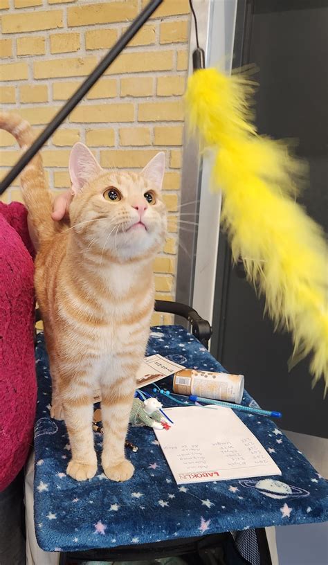 Stor International Katteudstilling I Egelund 6 7 September Oplev Katte I Verdensklasse Bmi