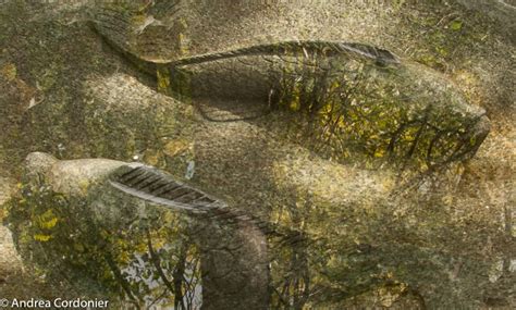 Joyce Frances Devlin 11 Of 27