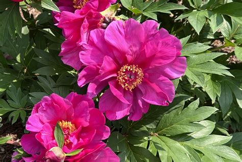 Paeonia Garden Candy® Evie Jane™