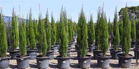 Creating A Colourful Winter Garden With Evergreen Trees Evergreen