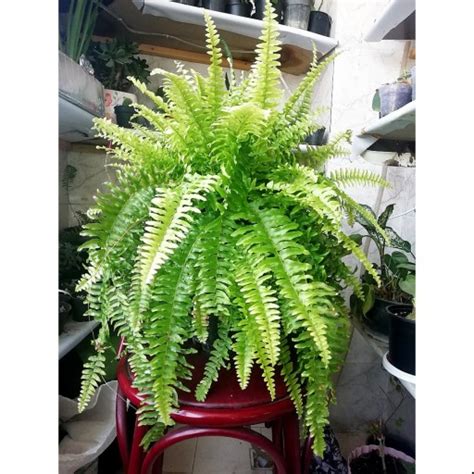 خرید و قیمت گیاه سرخس بوستون غول پیکر از غرفه خونه سبز شمال