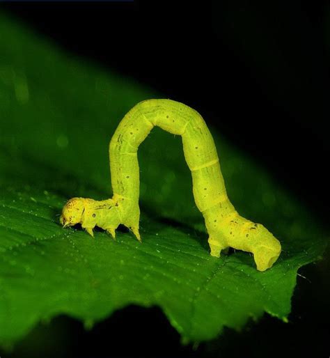Inchworm Larvae