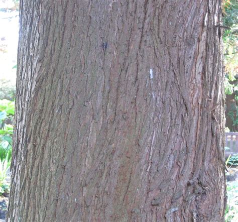 Swamp Cypress Tree Guide Uk Swamp Cypress Tree Identification