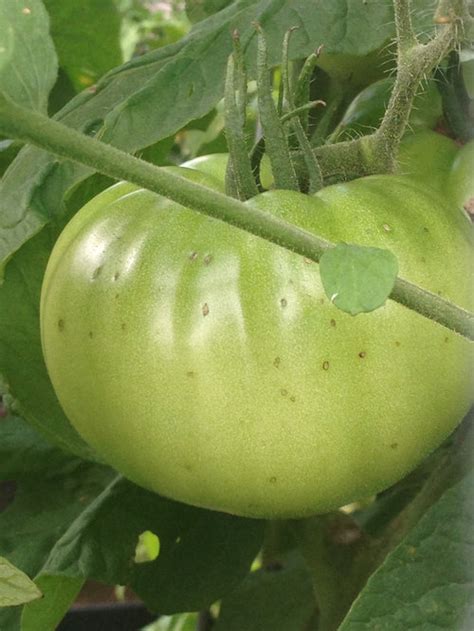 Tiny Bites In Tomatoes