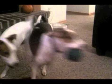Puppy Go Round Youtube