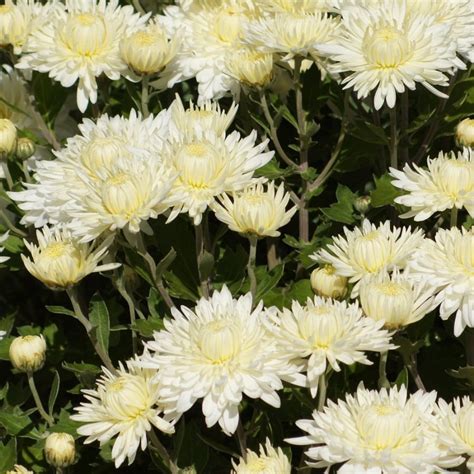 White Mums For Sale Buy Online Here Growjoy