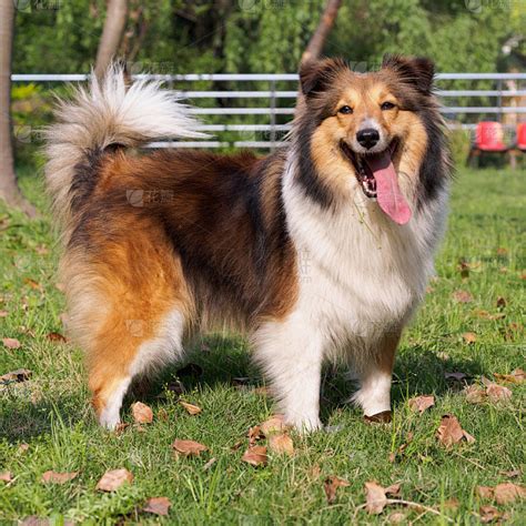 狗，设得兰牧羊犬，柯利牧羊犬，雪莉牧羊犬。