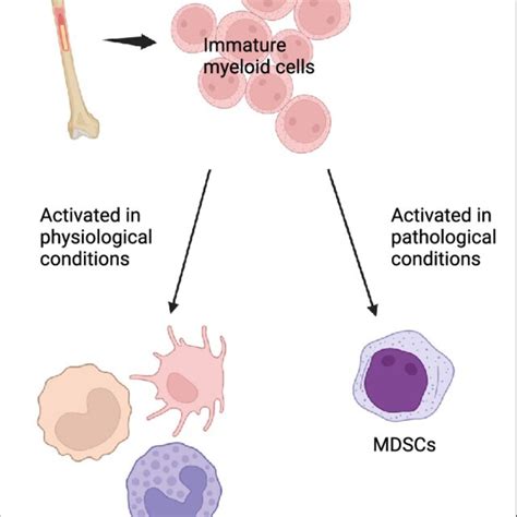 Myeloid Differentiation In Physiologic And Pathologic Conditions