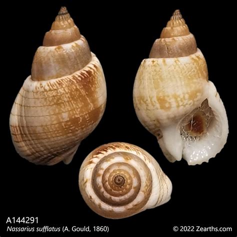 A144291 Nassarius Sufflatus A Gould 1860 Zearths Collections