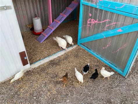 High Desert Chicken Chat Red Sex Links Speckled Sussex Midnight Majesty Starlight Green