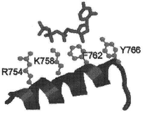 Dideoxynucleotide Triphosphate Utilization By The Hyper Thermophilic