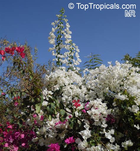 Bougainvillea Sp Bougainvillea Top Tropicals Plant Encyclopedia