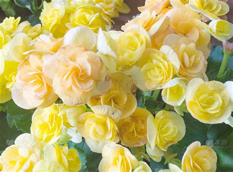 黄色的秋海棠花